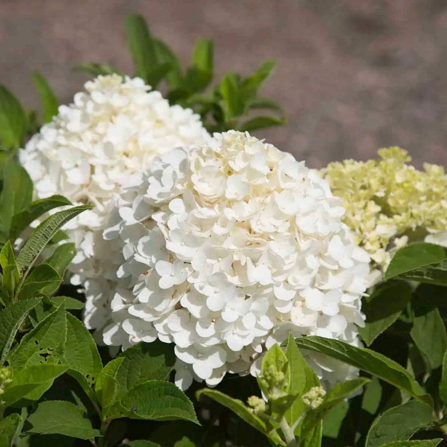 White Wedding Hydrangea | Pure White Blooms for Summer & Fall Beauty