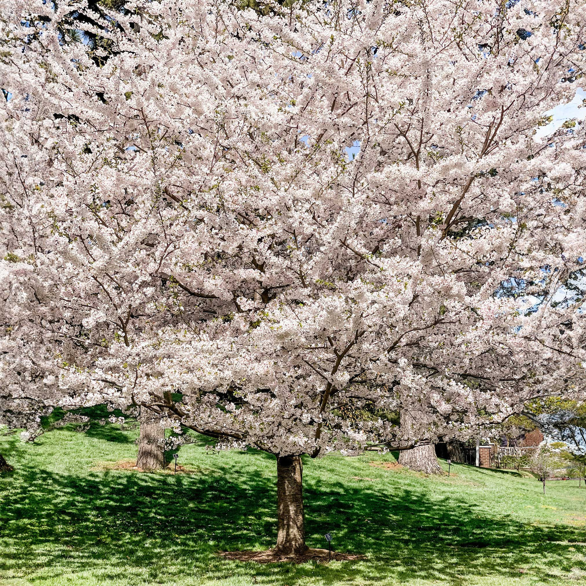 Yoshino Flowering Cherry Tree – Stunning Pink-White Blossoms