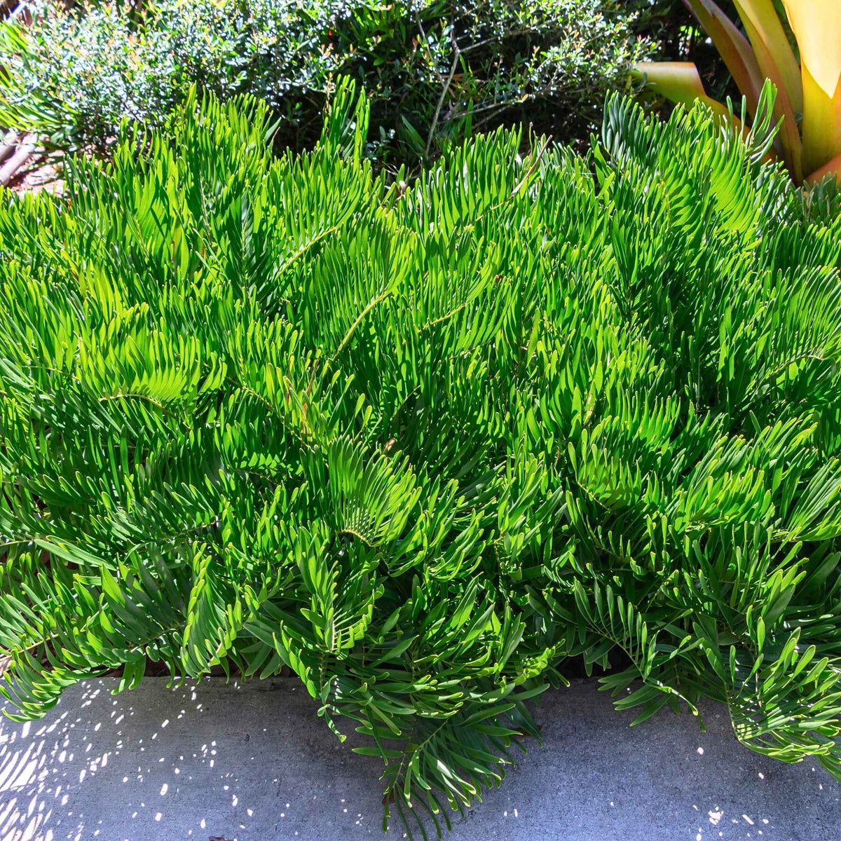 Coontie Cycad (Zamia integrifolia) – Drought-Tolerant Native Plant