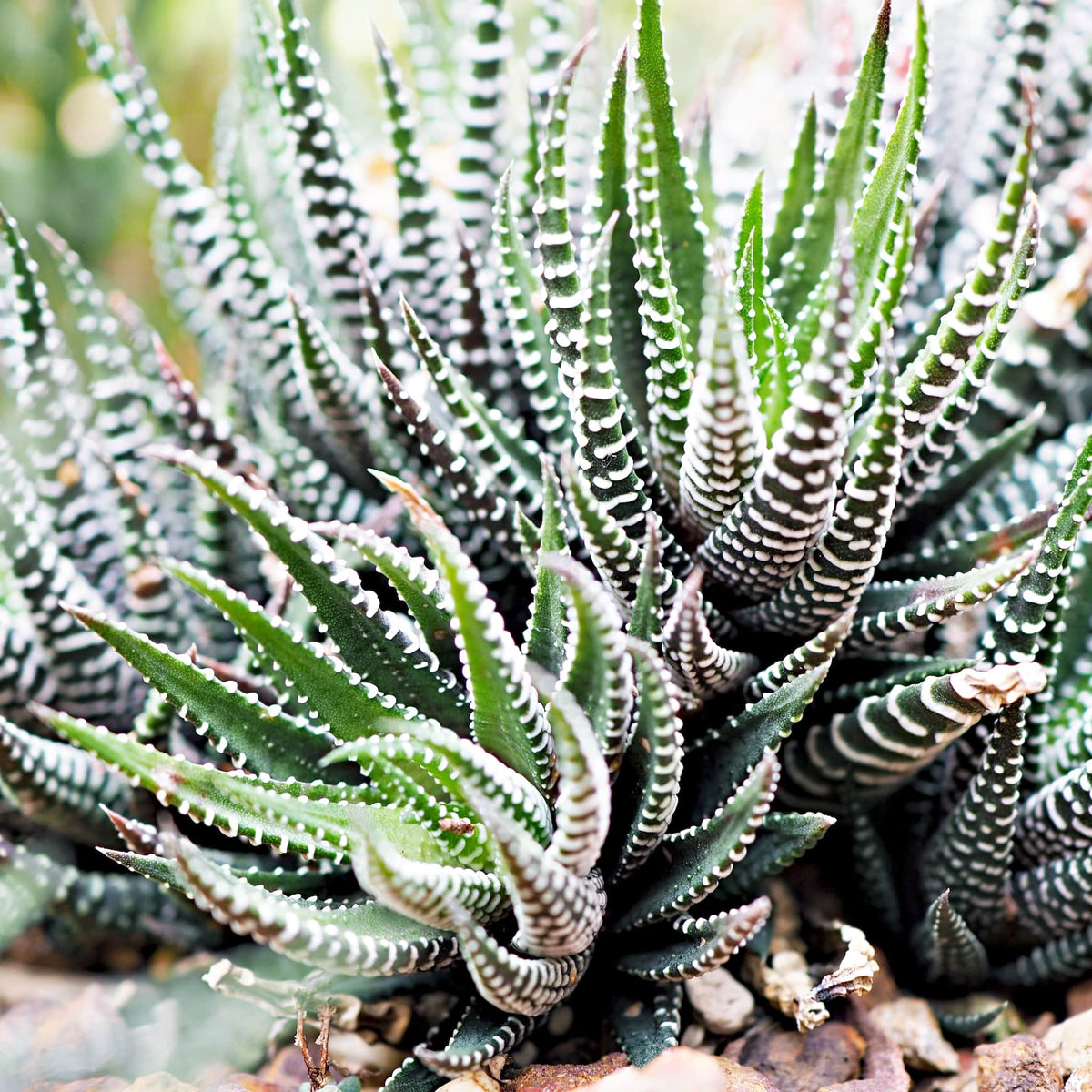 Zebra Succulent (Haworthiopsis fasciata) – Easy-Care, Striking Indoor Plant
