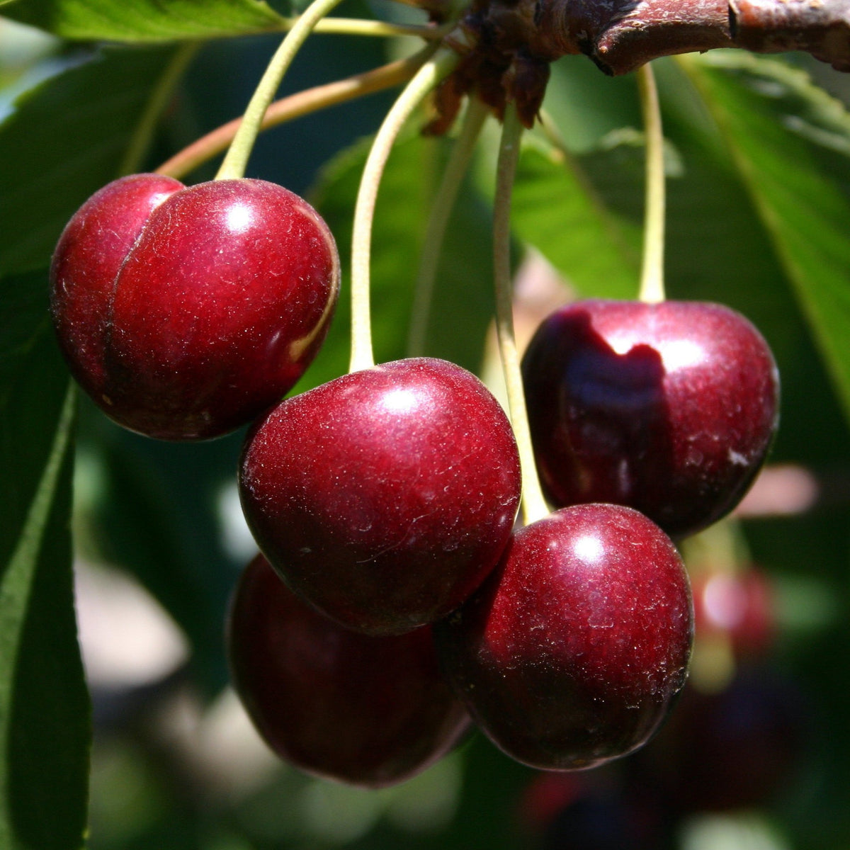 Bing Cherry Tree – Sweet, Juicy Cherries, Easy to Grow