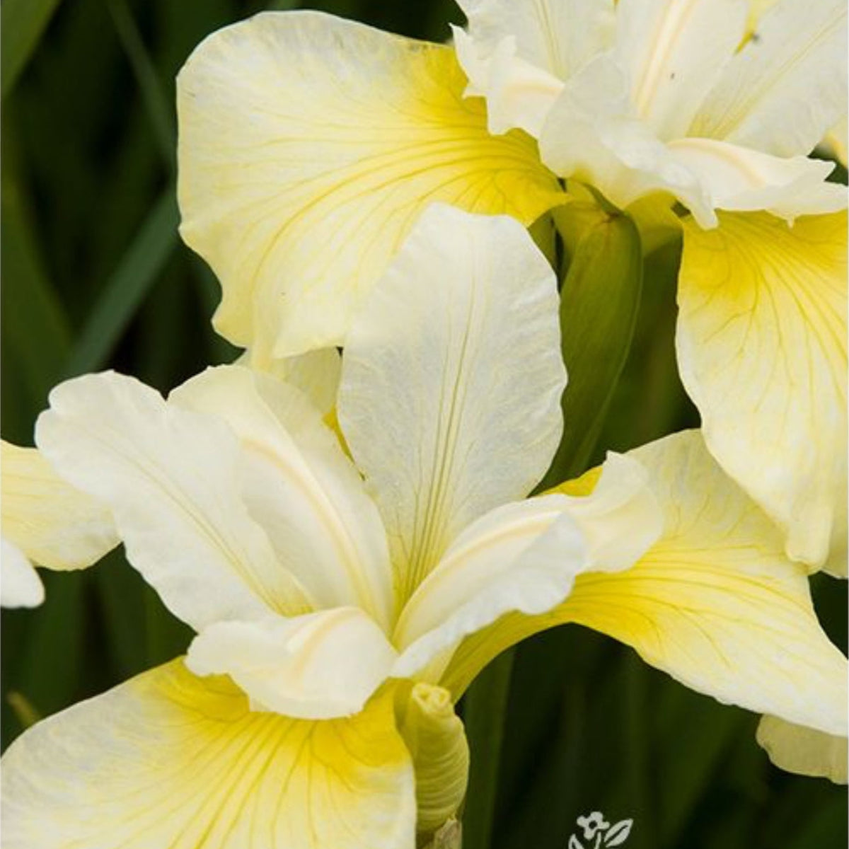 Butter & Sugar Siberian Iris – Reliable, Low-Maintenance Blooms