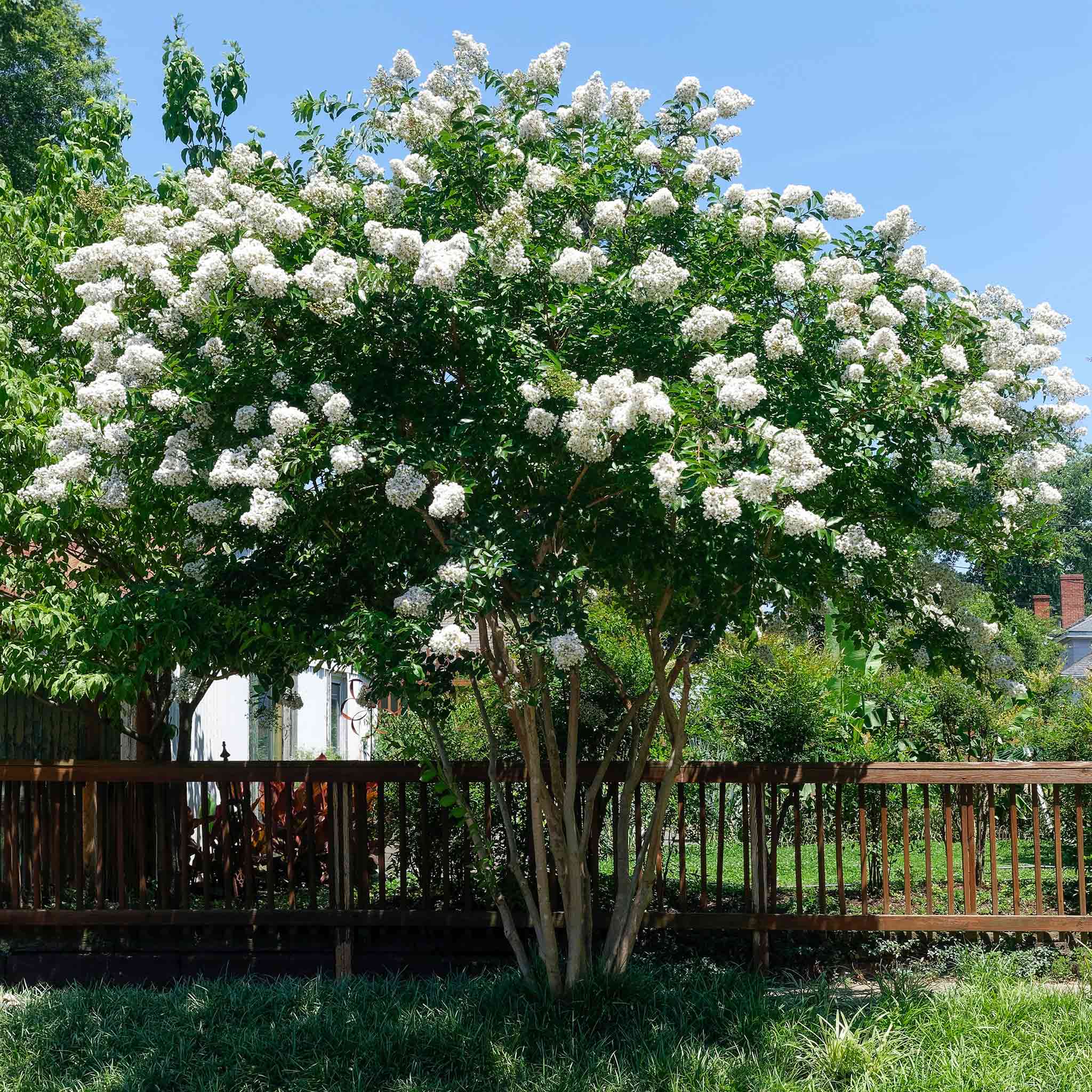 Crepe Myrtle Trees Live Plants With Bulbs Natchez Crape Myrtle - White ...