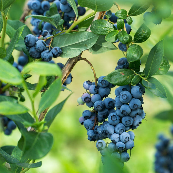 Duke Blueberry Bush – High Yield Blueberry Plants with Big Sweet Fruit