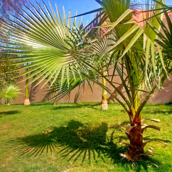 Dwarf Palmetto Tree – Cold-Hardy, Low-Maintenance Tropical Palm