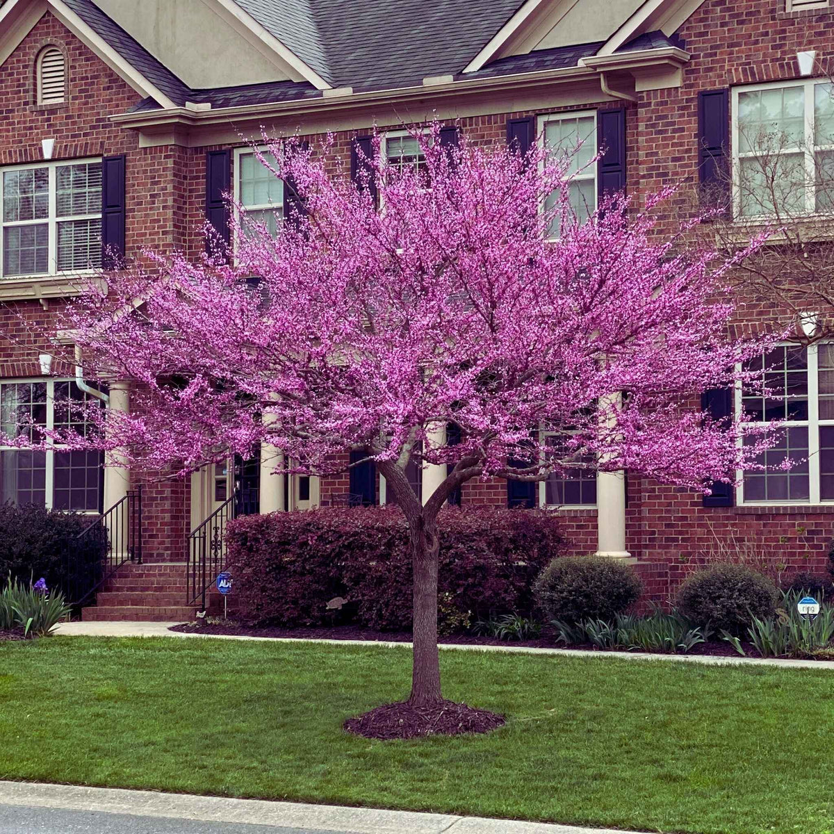 Eastern Redbud Tree - Stunning Spring Bloomer with Year-Round Beauty