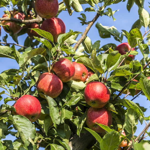 Fuji Apple Tree – Sweet, Crisp Apples, High-Yield