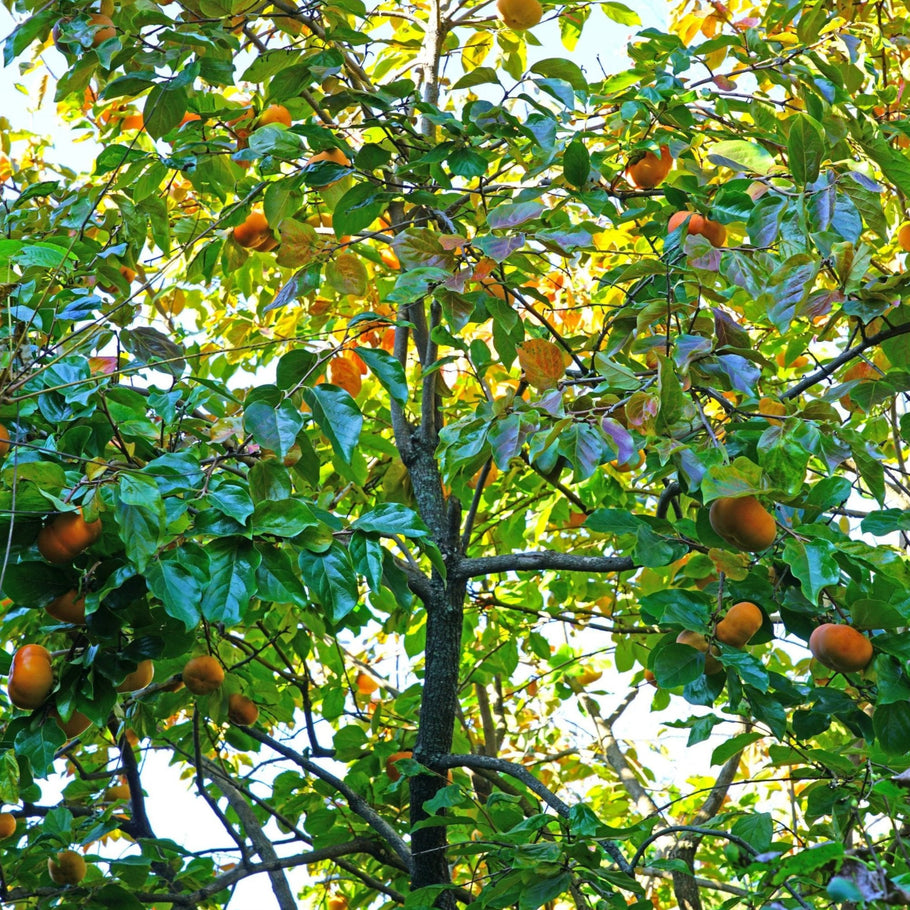 Fuyu Persimmon Tree – Sweet, Non-Astringent Fruit, Easy to Grow