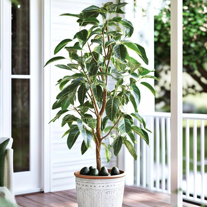 Hass Avocado Tree – Creamy Avocados, High-Yield, Easy to Grow
