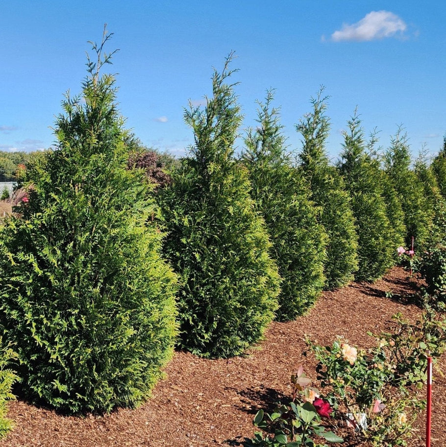 Junior Giant Thuja Arborvitae | Mid-Sized, Fast-Growing Privacy Tree