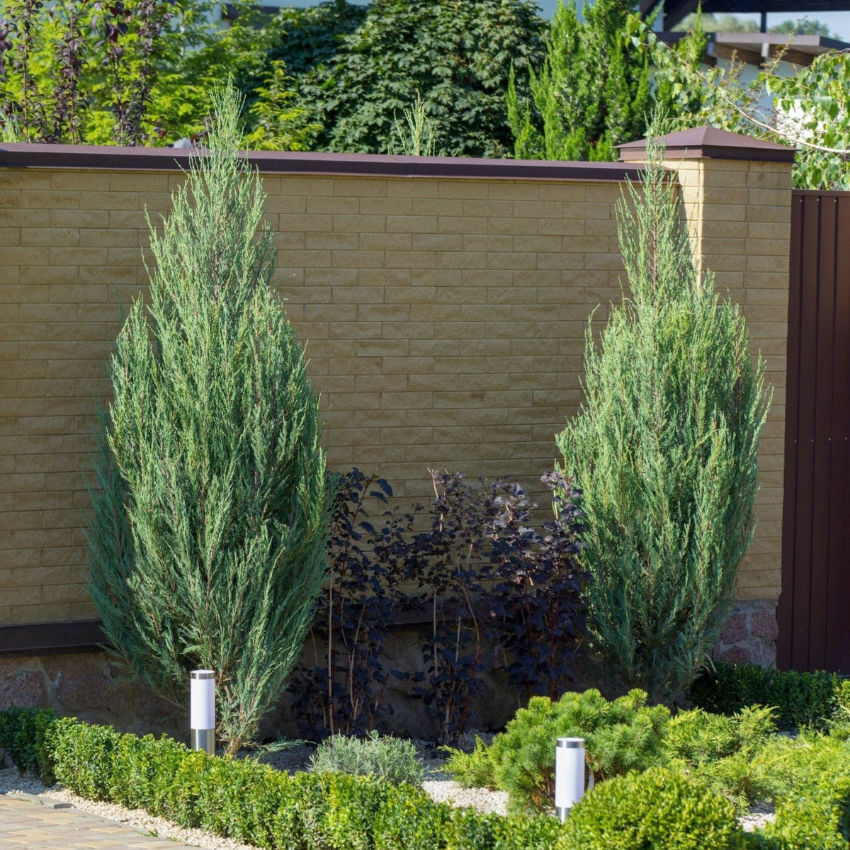 Moonglow Juniper – Striking Silvery-Blue Evergreen