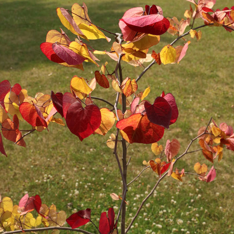 Flame Thrower Redbud Tree - Vibrant Multi-Color Foliage
