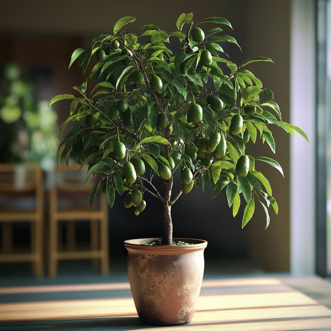 Pancho Cold Hardy Avocado Tree – Creamy Avocados, Cold-Tolerant