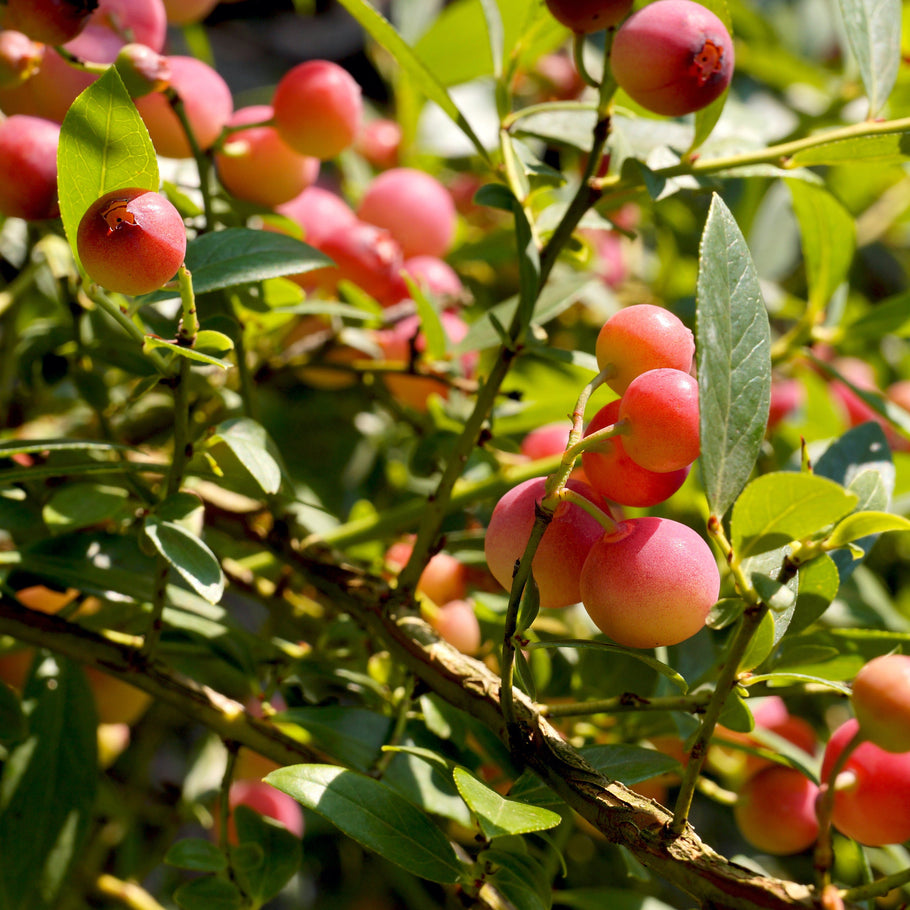 Pink Lemonade Blueberry – Sweet, Unique Pink Berries, Hardy