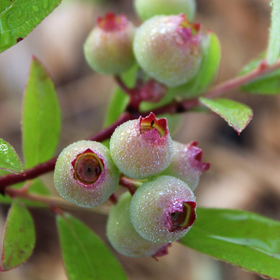Pink Lemonade Blueberry – Sweet, Unique Pink Berries, Hardy